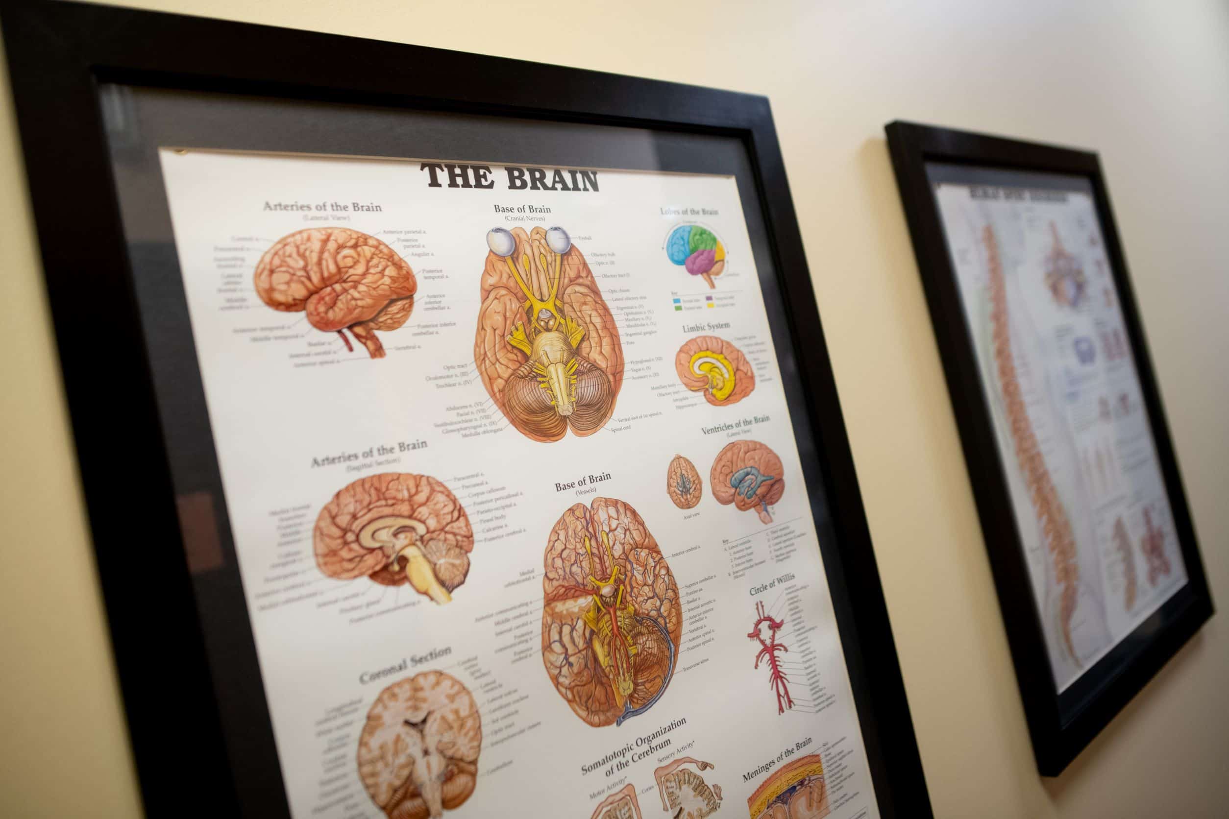 How are adult concussions treated? Denver neurosurgeons can help.