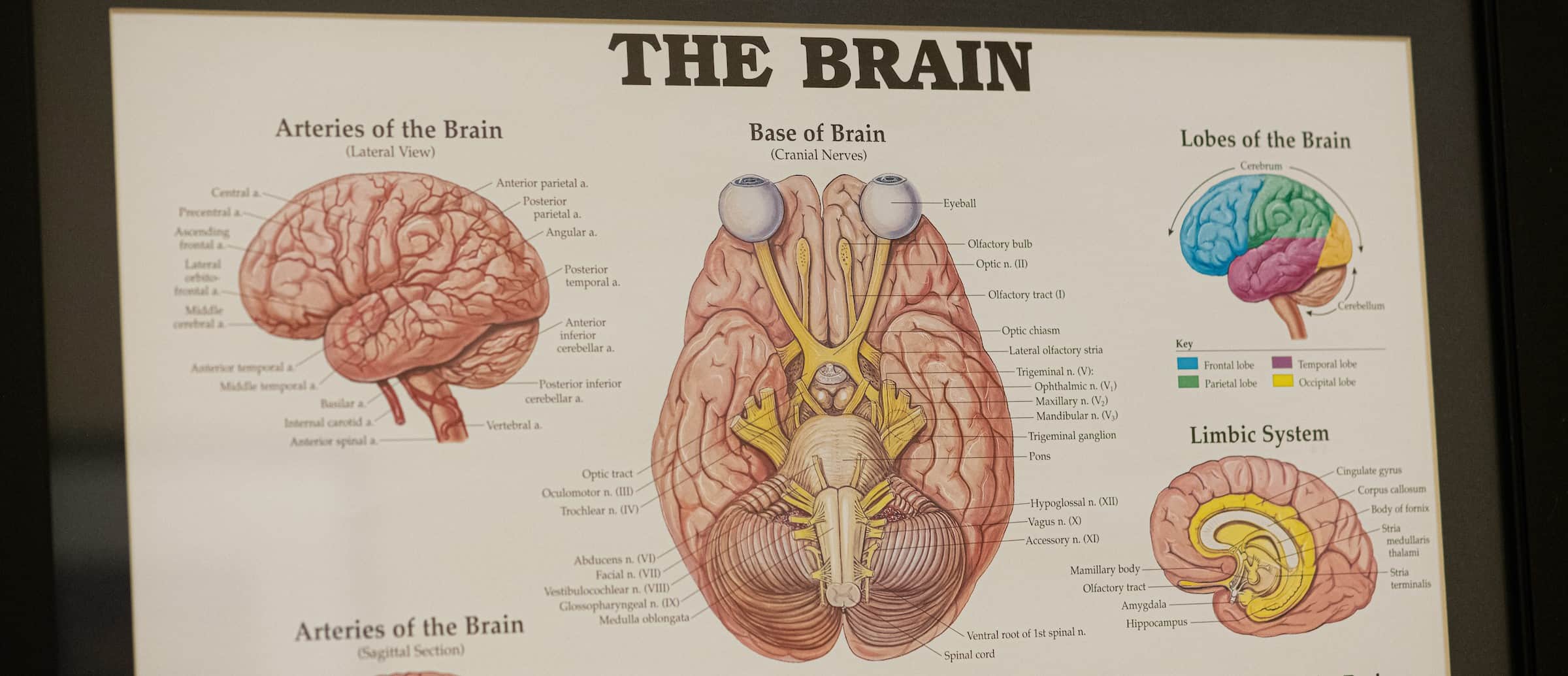 Adult Concussions | 6 Signs of Adult Concussion